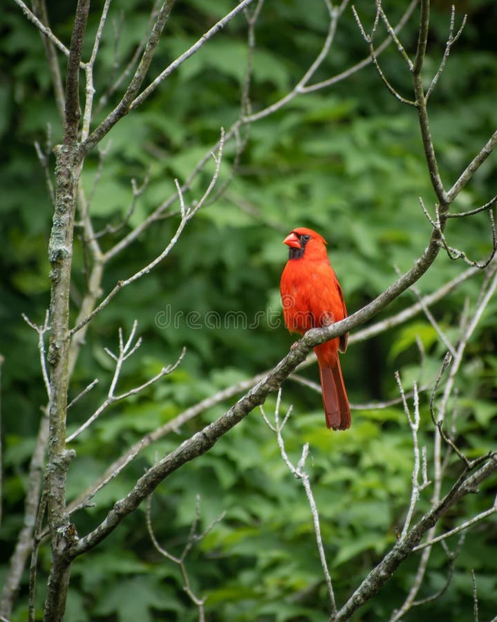 Amazing Unique Red Northern Cardinal Perched on a Twig of a Tre Stock ...