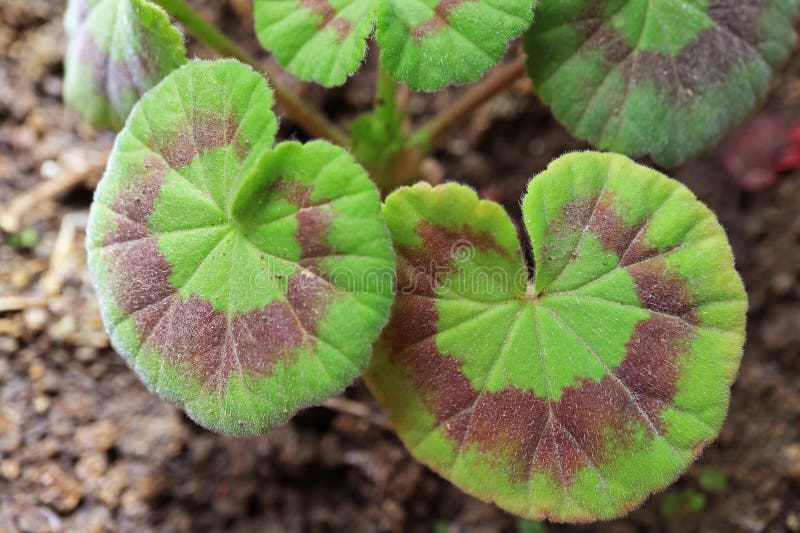 Variegated Leaves of Geranium (Pelargonium) Growing in the Garden Stock ...