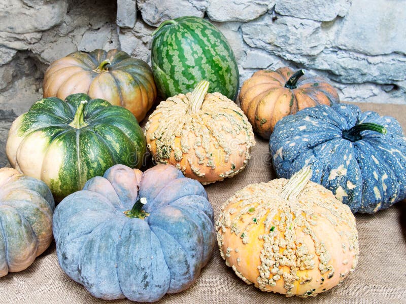 Lumpy gourds stock image. Image of lumpy, farm, vegetable - 28003495