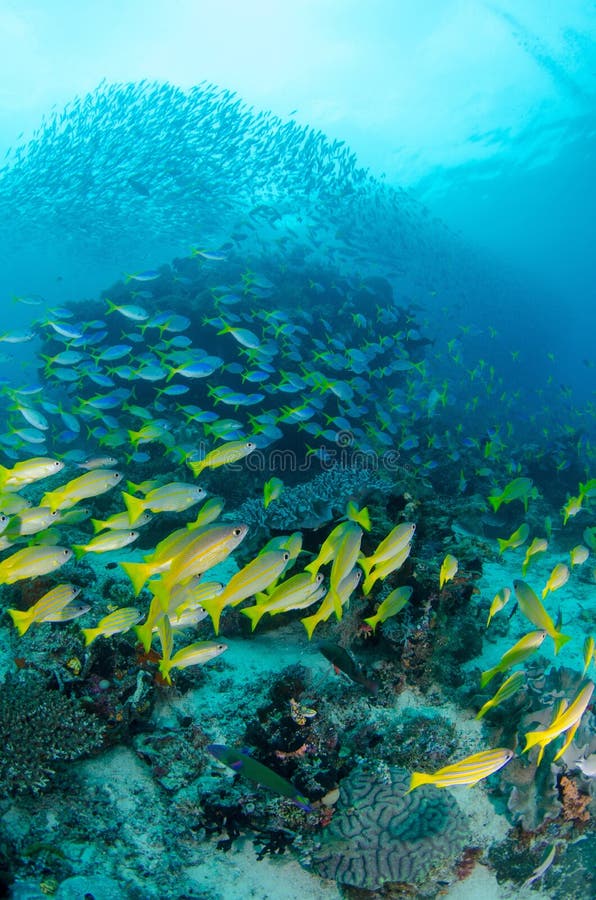 Amazing Vertical Picture of a Flock of Tropical Fish Stock Photo ...