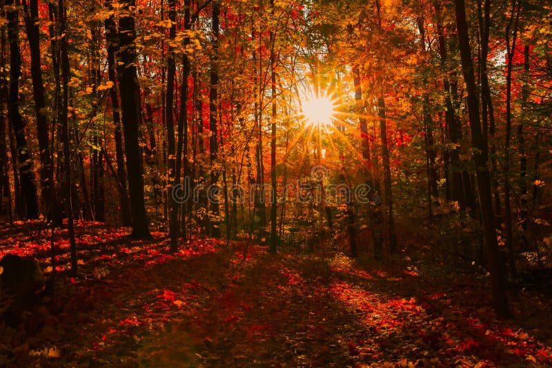 Amazing View of Autumn Forest at Sunset Time with Sun Rays Shining ...