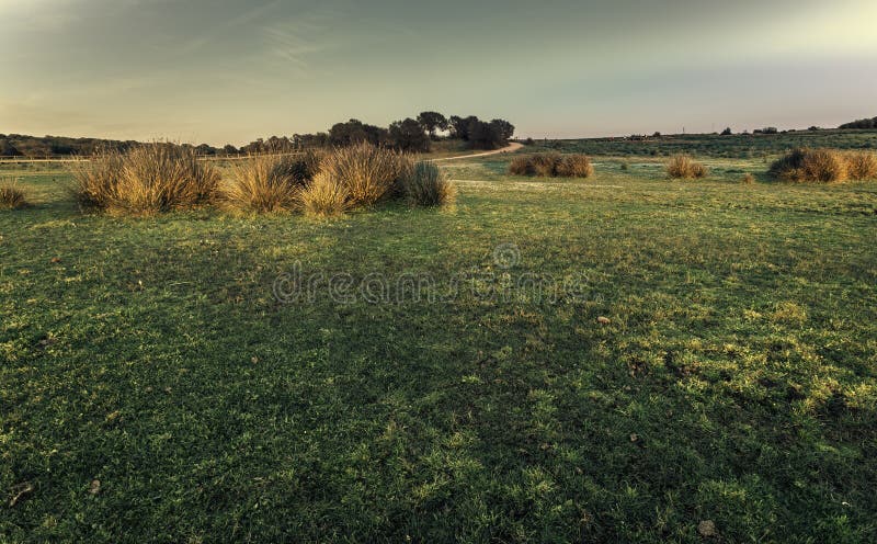 Amazing View of a Beautiful Field Covered with Grass and Plants Stock ...