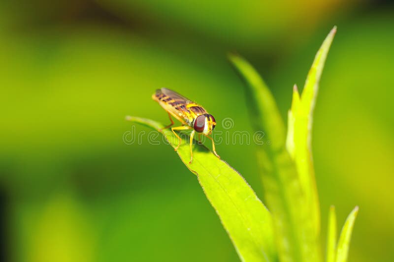 Amazing View of Bee-fly Close-up on a Leaf Stock Image - Image of buzz ...