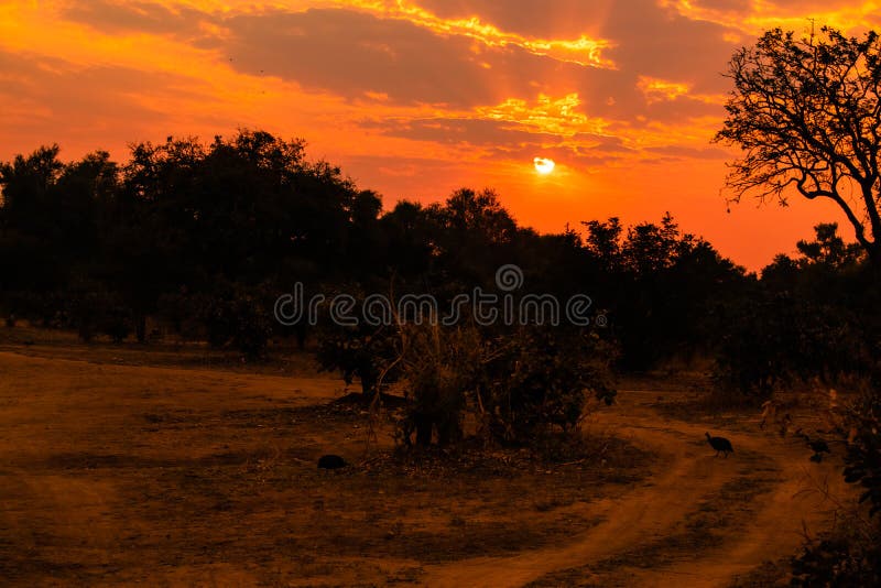 Amazing View of the Classic African Sunset Stock Image - Image of ...