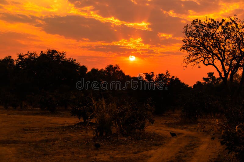 Amazing View of the Classic African Sunset Stock Photo - Image of ...