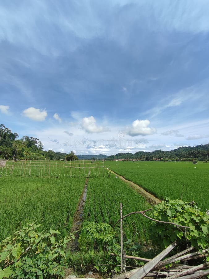 Amazing View of Clouds on the Expanse of Rural Rice Fields Stock Photo ...