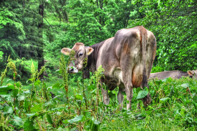 Amazing View of a Cow Wandering in the Middle of the Forest Stock Image ...