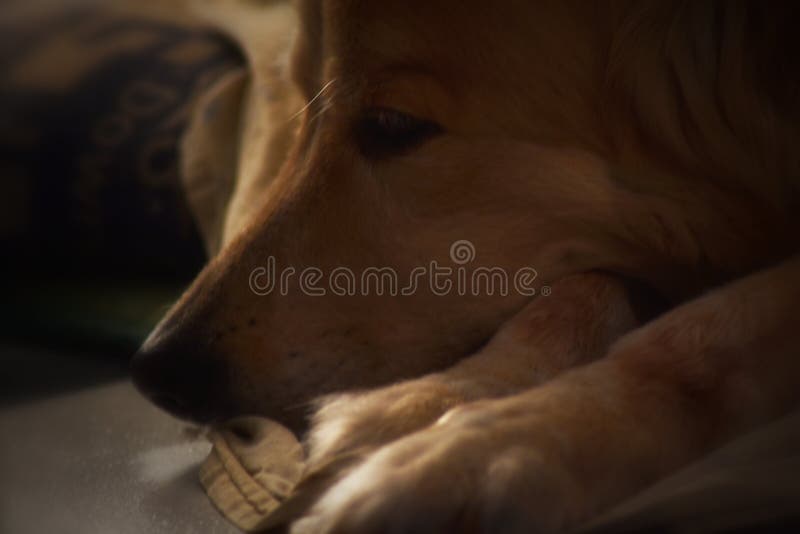 An Amazing View of a Dogs Perception Stock Photo - Image of animal ...