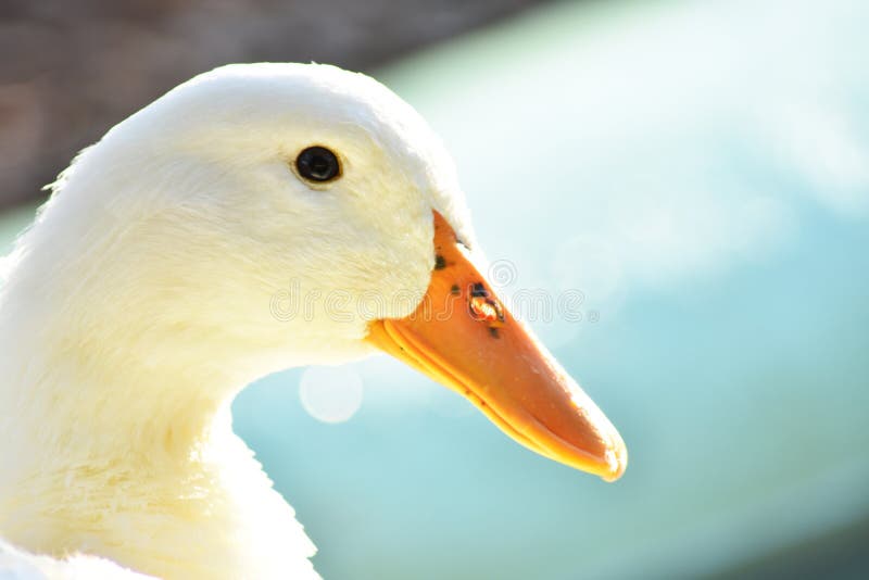 An amazing view of duck stock photo. Image of colorful - 136767562