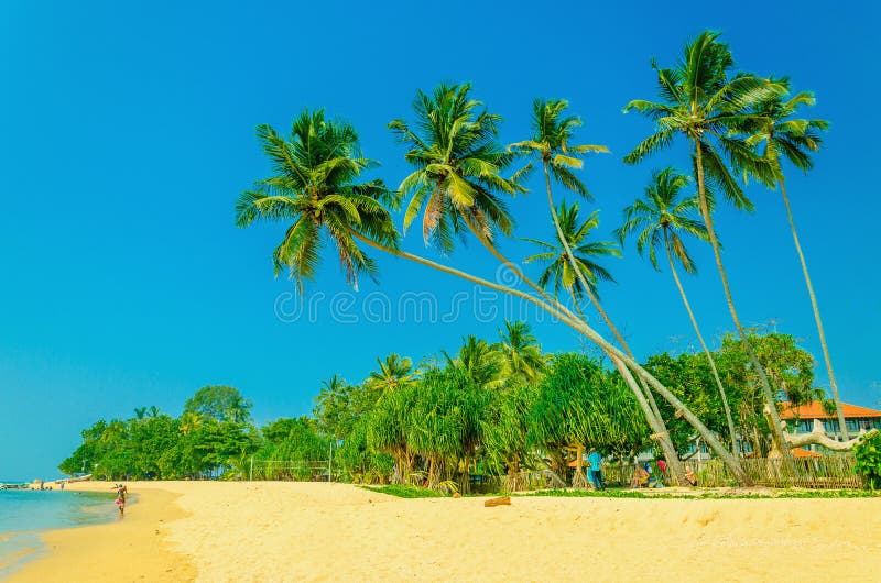Amazing View of Exotic Sandy Beach with Palm Trees Stock Image - Image ...