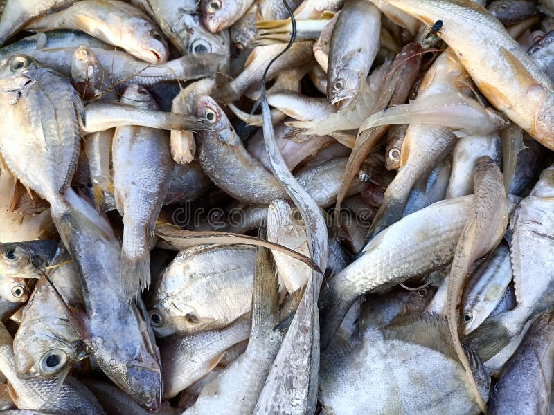 Amazing View of Fresh Fish in Nagapattinam Stock Photo - Image of ...