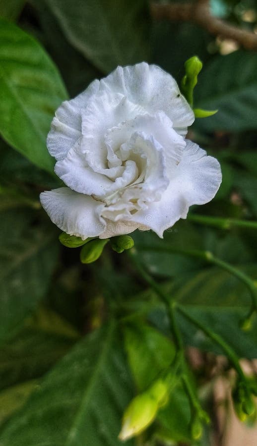 The Amazing View of Green Forest with White Jasmine. Stock Image ...