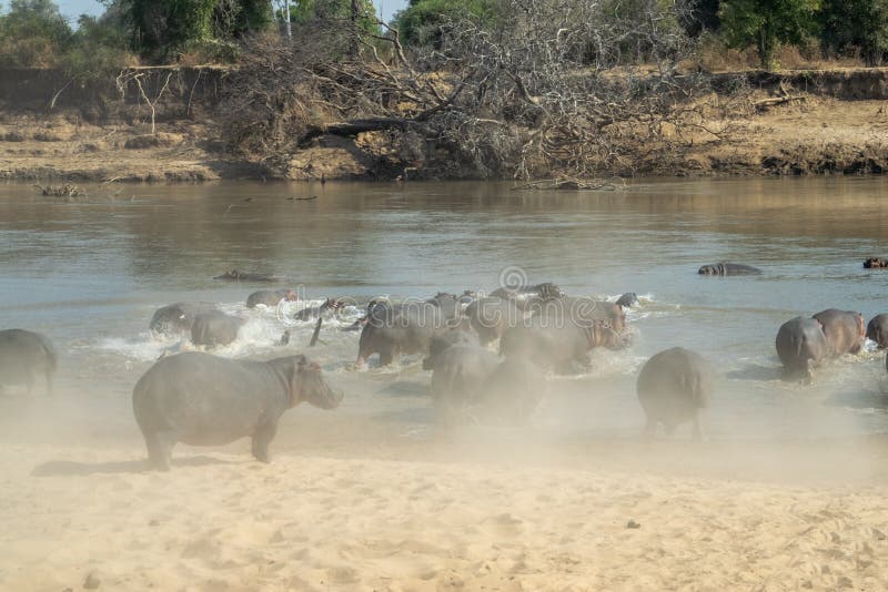 Amazing View of a Huge Group of Hippos Running into the Waters of an ...