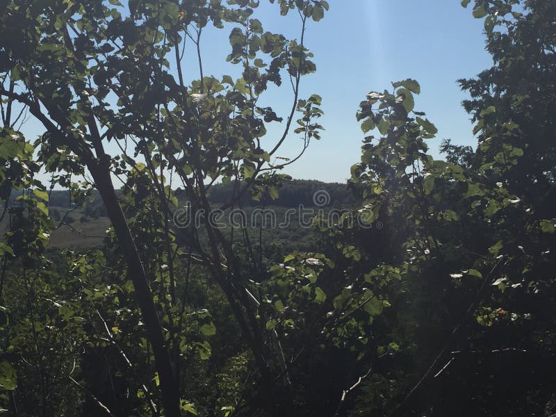 Amazing View from Inside the Deep Forest Stock Image - Image of distant ...