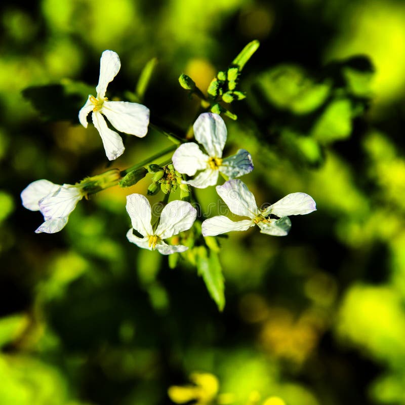 Amazing view stock image. Image of view, nature, blossom - 93349201