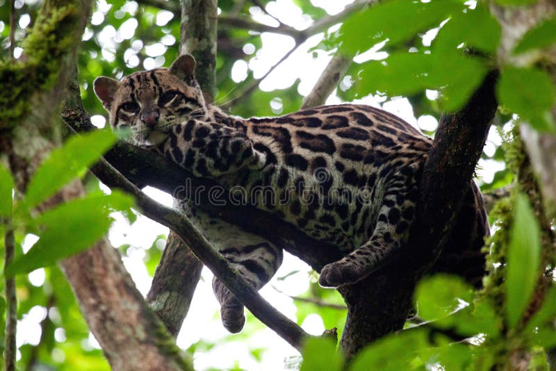 Amazing View of an Ocelot Surrounded by Branches of Trees and Large ...