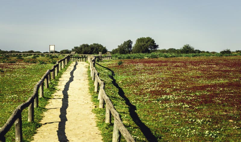 Amazing View of a Pathway Going through a Beautiful Field Stock Photo ...