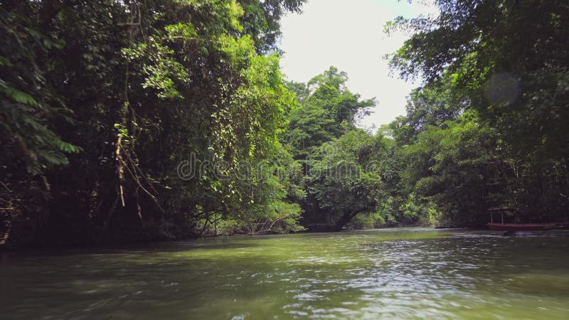 Amazing View of a River in the Rainforest. Stock Video - Video of ...