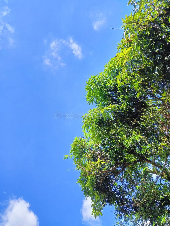 Amazing View of the Sky and Decorated with Trees Stock Image - Image of ...