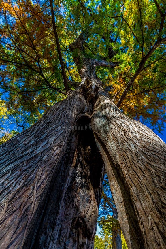 Amazing View of Split Trunk Cypress Tree with Fall Foliage Stock Photo ...