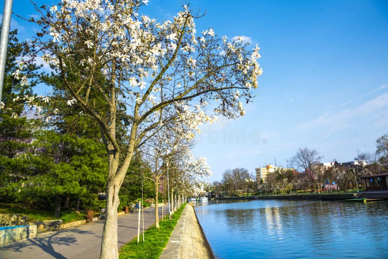 Springtime in Timisoara, Romania Stock Photo - Image of grass, deva ...