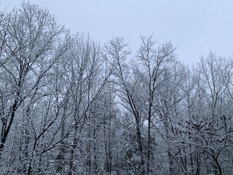 Icy Trees stock photo. Image of amazing, frost, winter - 225809434