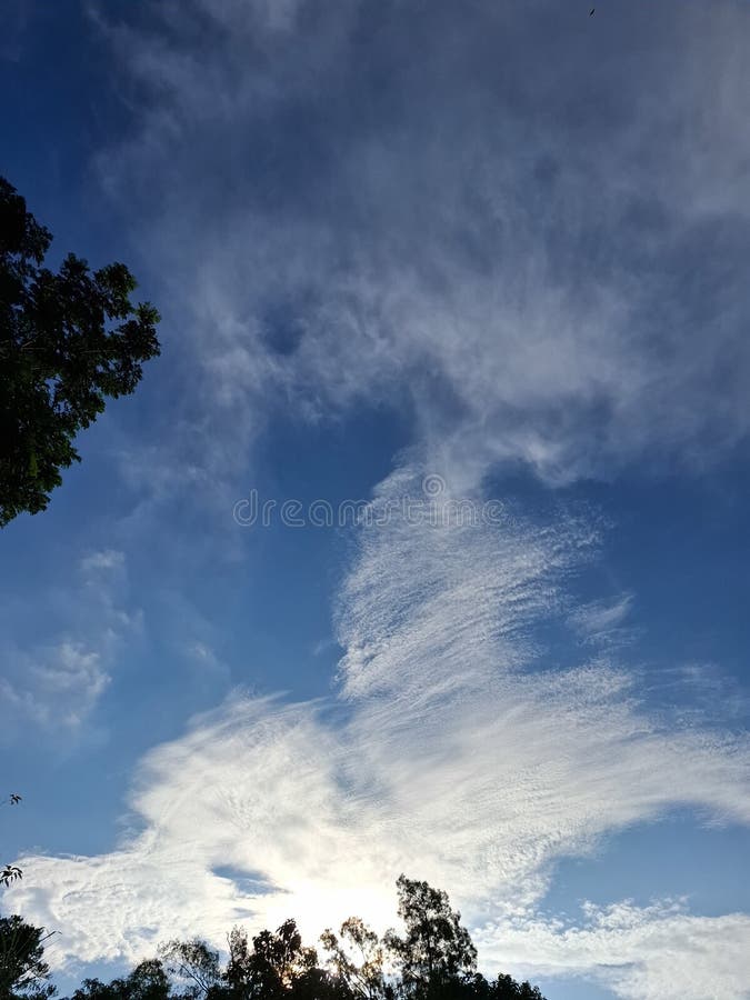 Amazing View Tree Canopy Contrast Sky Stock Photos - Free & Royalty ...