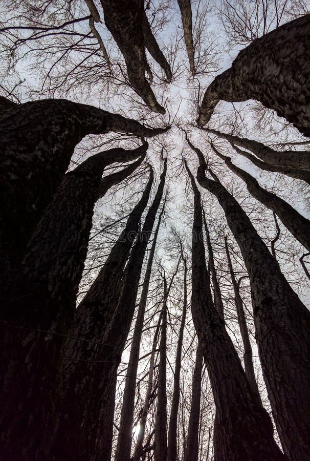 Amazing View of Trees from Below Stock Image - Image of height ...