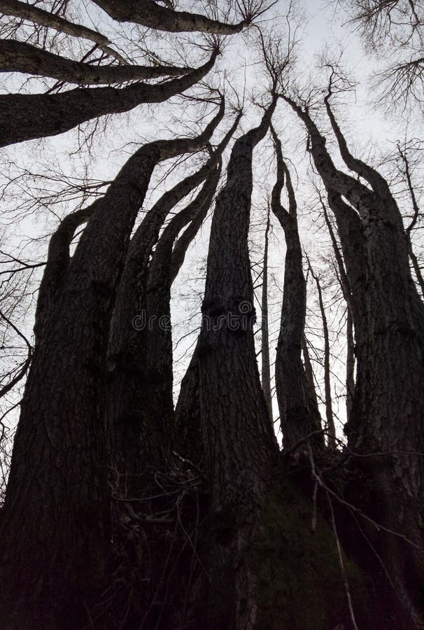 Amazing View of Trees from Below Stock Image - Image of photograph ...