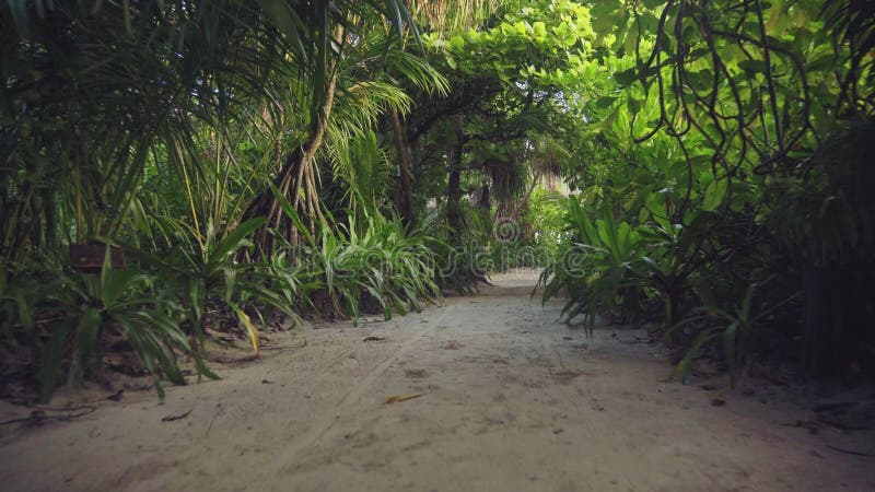 Amazing View of a Tropical Rainforest Inside a Tropical Island Stock ...