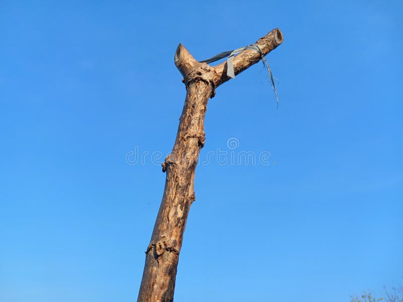 Amazing View a Trunk in Blue Sky Stock Photo - Image of trunk, twing ...