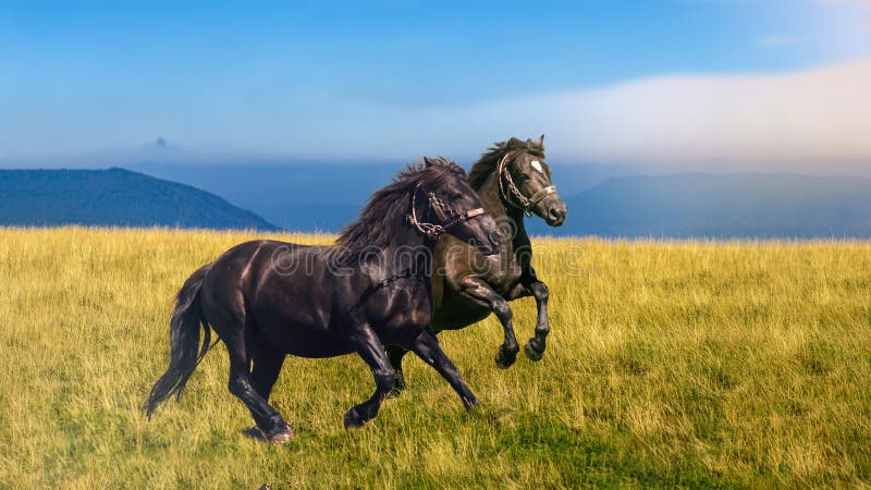 Amazing View of Two Horses Running on a Field Stock Image - Image of ...