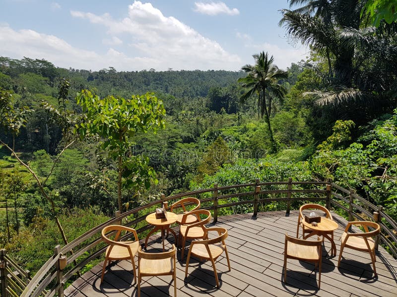 Jungle ubud stock image. Image of view, jungle, amazing - 130352569