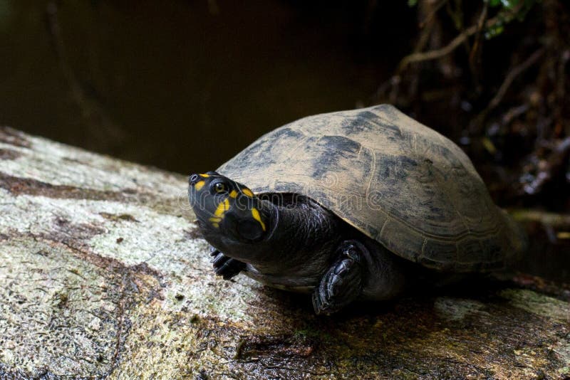 Amazing View of a Yellow-spotted River Turtle Looking Up Stock Image ...