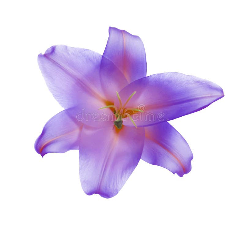 Amazing Violet Lily Flower Isolated on White Stock Photo - Image of ...