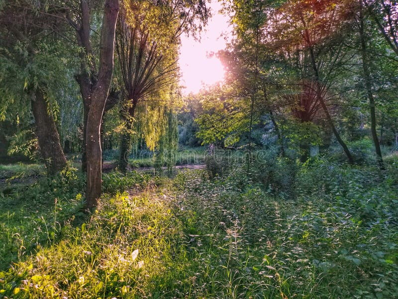 Amazing Walk in the Beautiful Nature Stock Image - Image of tree ...
