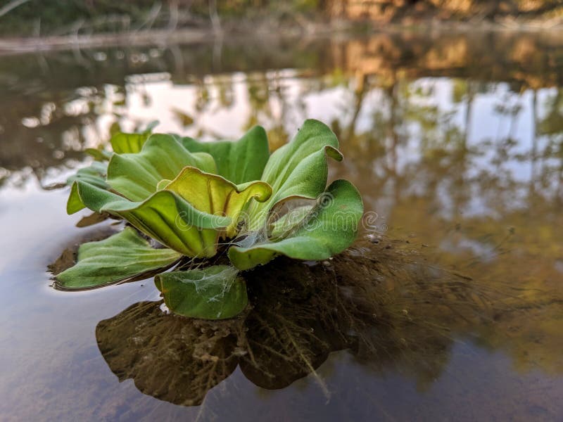 Amazing water flower stock image. Image of amazing, water - 157047567
