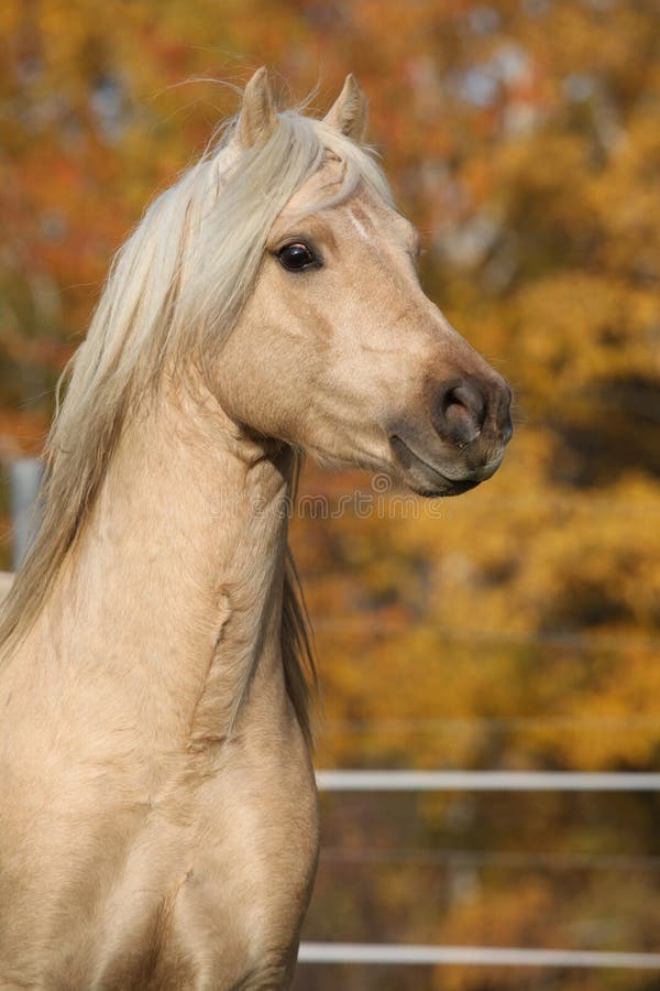 Amazing Welsh Pony of Cob Type Stallion Stock Image - Image of still ...