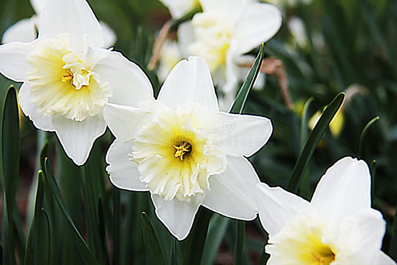 Toronto, Sakura Park White Daffodils Stock Image - Image of bright ...