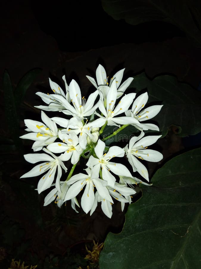 Amazing White Flower in the Middle of Spring Night Stock Photo - Image ...