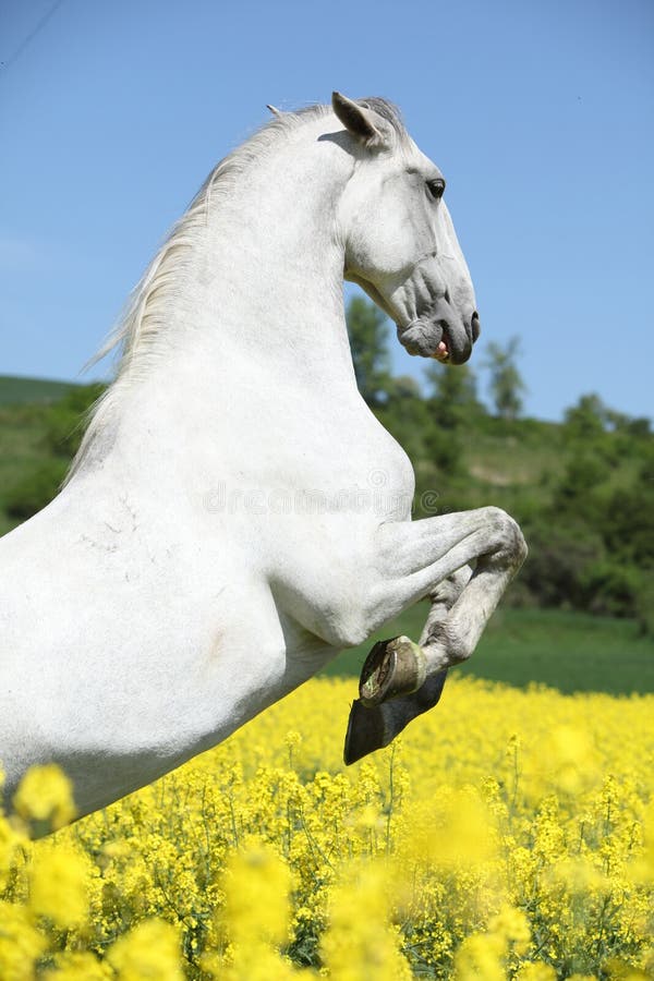 Amazing White Lipizzaner Prancing in Spring Stock Photo - Image of ...
