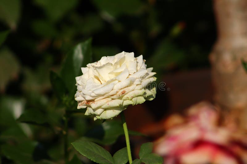 Amazing White Rose Flower Flowering in the Focus Stock Image - Image of ...