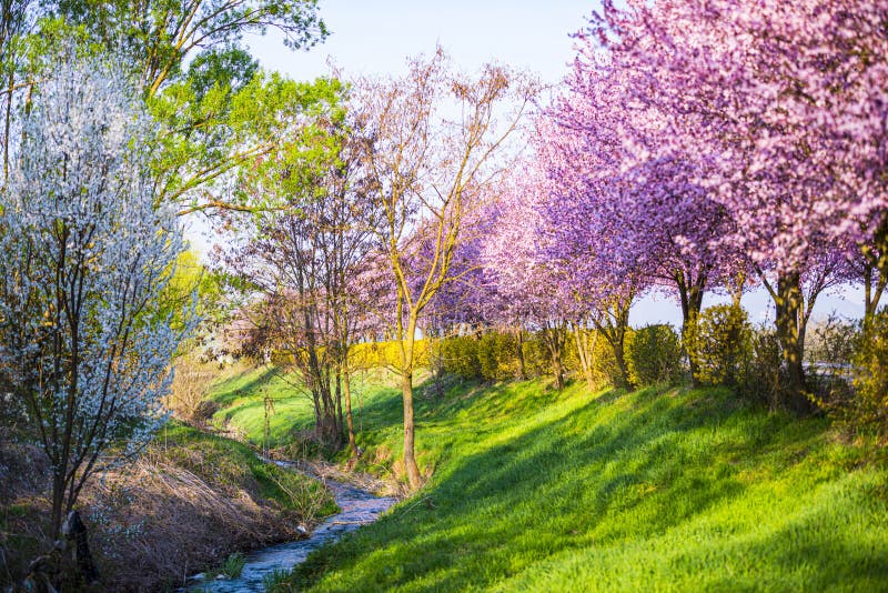 Amazing Wild Cherry Flowers Trees in the Springtime Stock Photo - Image ...