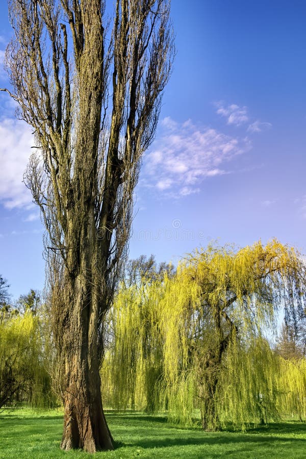 Amazing Willow Tree by the Pond in the Park Stock Image - Image of ...