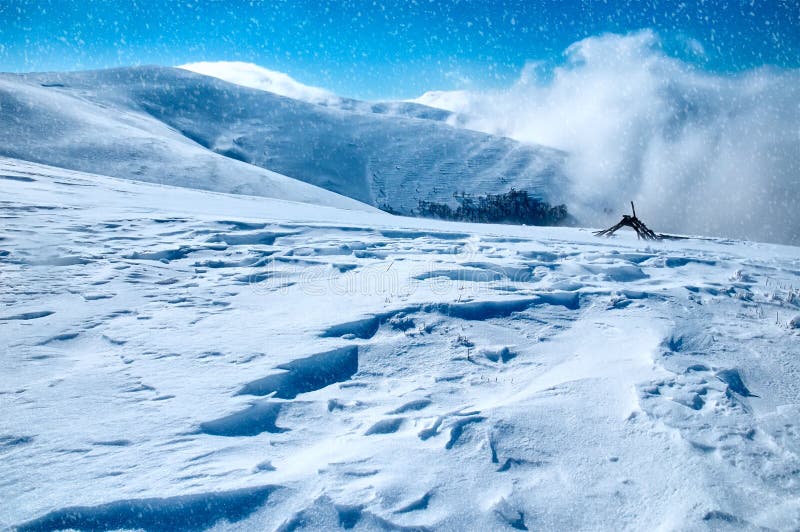 Amazing Winter Landscape with Snow Covered Trees and Snowstorm Stock ...