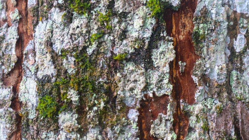 Amazing Wood Bark Texture As Background Stock Image - Image of detail ...