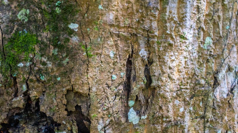 Amazing Wood Bark Texture As Background Stock Image - Image of creative ...