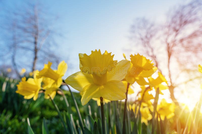 Yellow Flowers of Forsythia Beatrix Farrand on a Bush in Garden in ...