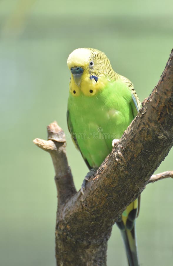 Amazing Yellow and Green Shell Parakeet Perched in a Tree Stock Photo ...