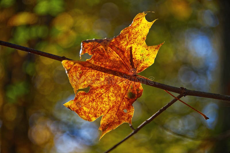 Amazing Yellow Red Dry Leaf in the Fall Stock Image - Image of dead ...